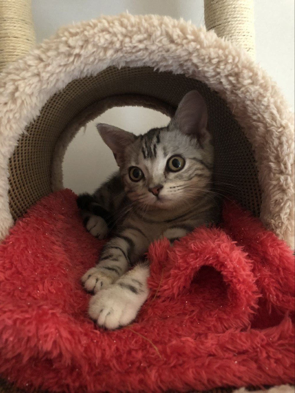 win10 uwp win2d 特效